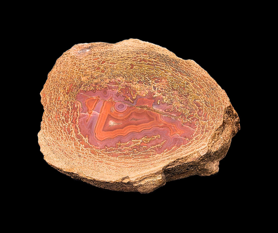 Centennial Dinosaurs